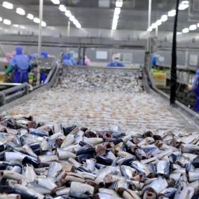 China Leadworld Máquina para hacer sardinas enlatadas de alta capacidad con grado automático automático en venta