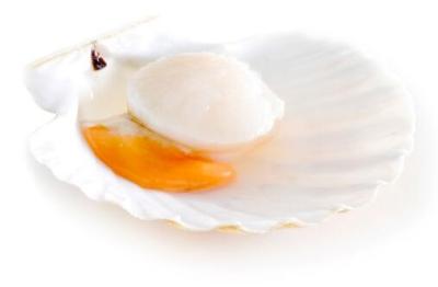 China Frozen Ezo Scallop for sale