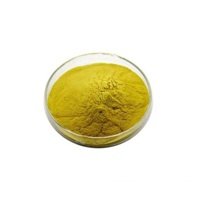 China High Quality Scutellaria Baicalensis Extract 80%-90% Baicalin Powder for sale