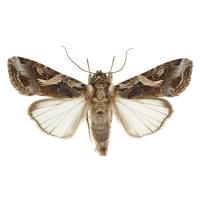 China Pheromone Lure for Spodoptera litura for sale