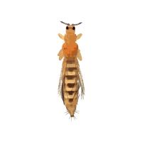 China Pheromone Lure for Thysanoptera spp for sale