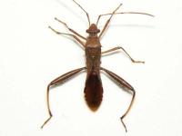 China Pheromone Lure for Riptortus clavatus for sale