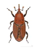 China Pheromone Lure for Rhynchophorus ferrugineus for sale