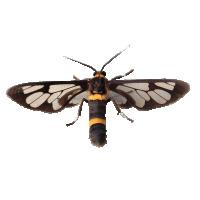 China Pheromone Lure for Paranthrene regalis for sale