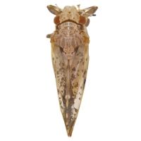 China Pheromone Lure for Diaphorina citri for sale