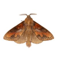 China Pheromone Lure for Dendrolimus superans for sale