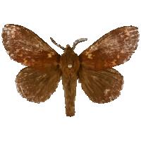 China Pheromone Lure for Dendrolimus kikuchii for sale