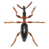 China Pheromone Lure for Cylas formicarius for sale
