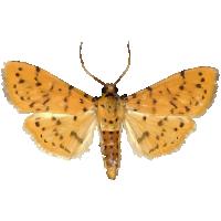 China Pheromone Lure for Conogethes punctiferalis for sale