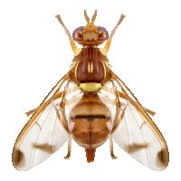 China Pheromone Lure for Bactrocera cucurbitae for sale