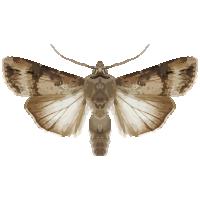 China Pheromone Lure for Agrotis ipsilon for sale