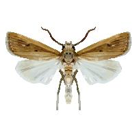 China Pheromone Lure for Chilo infuscatellus for sale