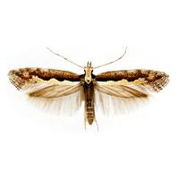 China Pheromone Lure for Plutella xylostella for sale