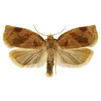 China Pheromone Lure for Archips breviplicanus for sale