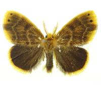 China Pheromone Lure for Arna pseudoconspersa for sale