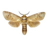 China Pheromone Lure for Cossus cossus for sale