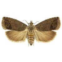 China Pheromone Lure for Cydia pomonella for sale