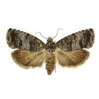 China Pheromone Lure for Cydia pyrivora for sale
