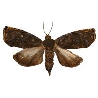 China Pheromone Lure for Cydia trasias for sale