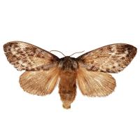 China Pheromone Lure for Dendrolimus spectabilis for sale