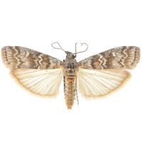 China Pheromone Lure for Dioryctria abietella for sale