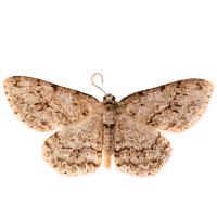 China Pheromone Lure for Ectropis obliqua for sale