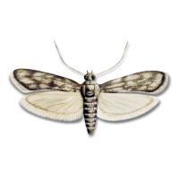 China Pheromone Lure for Ephestia elutella for sale