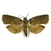 China Pheromone Lure for Grapholita molesta for sale