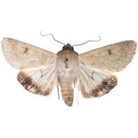 China Pheromone Lure for Helicoverpa armigera for sale