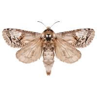 China Pheromone Lure for Eogystia hippophaecolus for sale