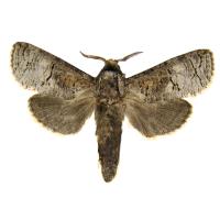 China Pheromone Lure for Holcocerus insularis for sale