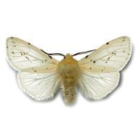 China Pheromone Lure for Hyphantria cunea for sale