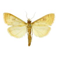 China Pheromone Lure for Ostrinia furnacalis for sale