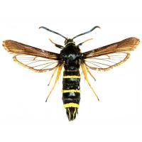 China Pheromone Lure for Paranthrene tabaniformis for sale