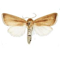 China Pheromone Lure for Sesamia inferens for sale
