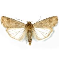 China Pheromone Lure for Spodoptera exigua for sale