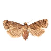 China Pheromone Lure for Thaumatotibia leucotreta for sale