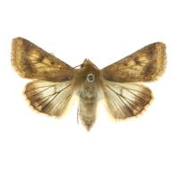 China Pheromone Lure for Helicoverpa zea for sale