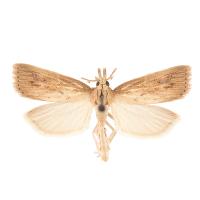 China Mating Disruption Products Designed To Control Chilo suppressalis for sale