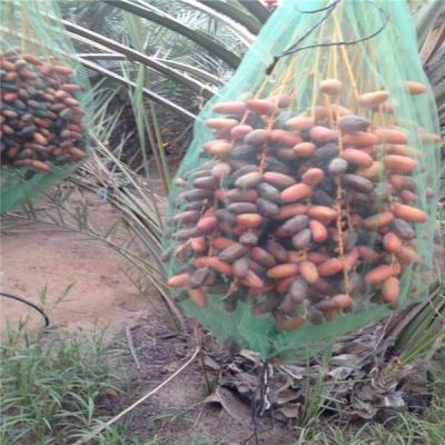 Cina Anti-insetto sacchetto di rete verde libero per l'agricoltura copertura e protezione della palma di dattero in vendita