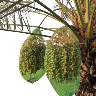 Cina 100% di HDPE vergine copertura e sacchetto protettivo per la palma di dattero in vendita