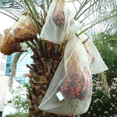 Cina Agricoltura industriale Sacchetti in maglia in HDPE per reti antinsectarie per datteri di palma e di mango in vendita