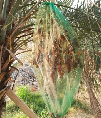 Cina Agricoltura industriale Sacchetti in maglia in HDPE per reti antinsectarie per datteri di palma e di mango in vendita