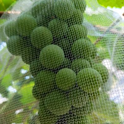 Cina 53*94cm Sacchetto di rete a maglia non tessuta per la protezione dei frutti di mango nell'agricoltura industriale in vendita