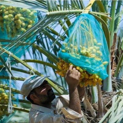 Cina Materiale 100% PP/PE Anti-Uccello Mono Mesh Net Date Palm Bags per la prevenzione dei danni agli uccelli in vendita