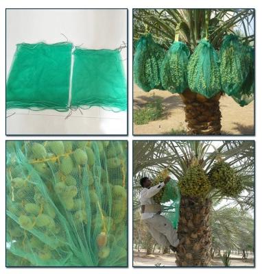 Cina Materiale 100% PP/PE Anti-Uccello Mono Mesh Net Date Palm Bags per la prevenzione dei danni agli uccelli in vendita