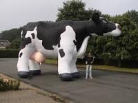 China Cow helium balloon for sale