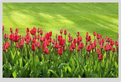 China Medizinische 20 Stiftdisplaytechnologie TFT LVDS 12,1 Zoll LCD-Platte 1280x800 zu verkaufen