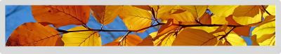 Cina 1920x290 51 il Pin TFT Antivari 36,6