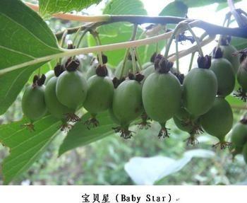 China supplying Baby Star kiwi seedlings 2 year young grafted kiwi plant green kiwi seedlings for sale